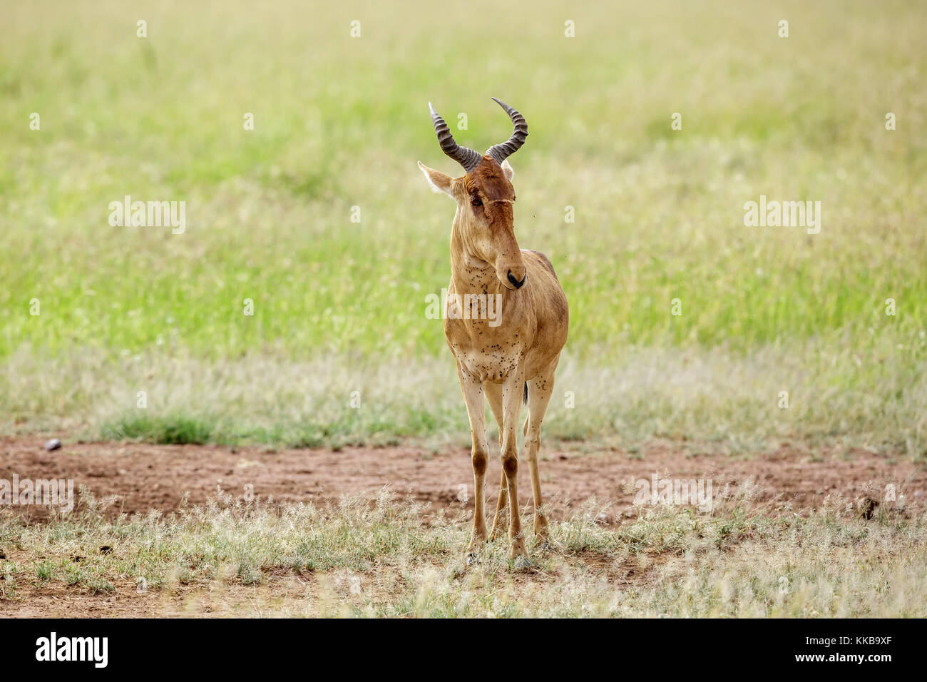 Kongoni hi-res stock photography and images - Alamy