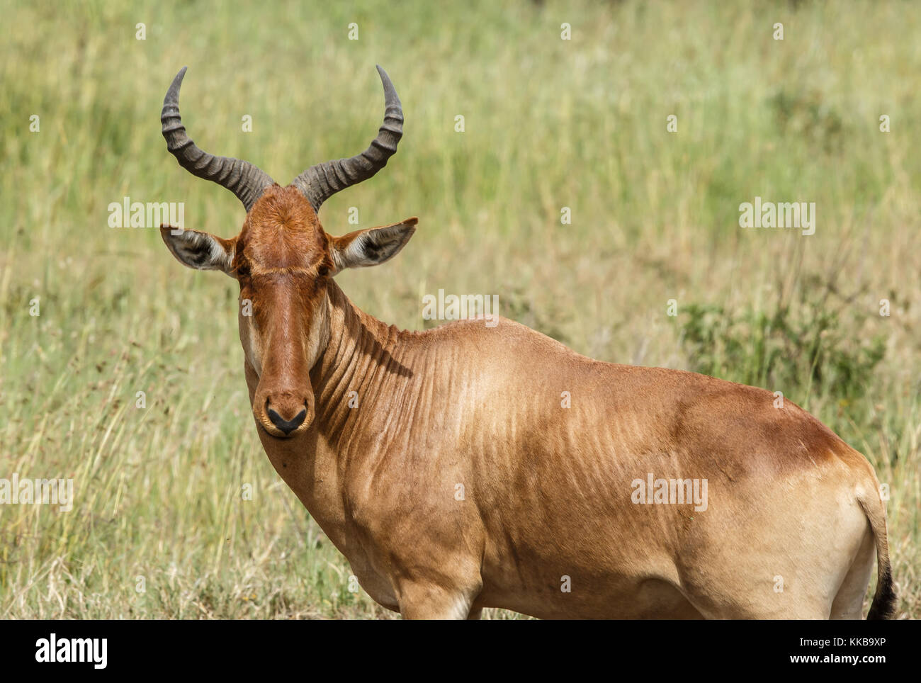 The hartebeest, also known as kongoni, is an African antelope Stock ...