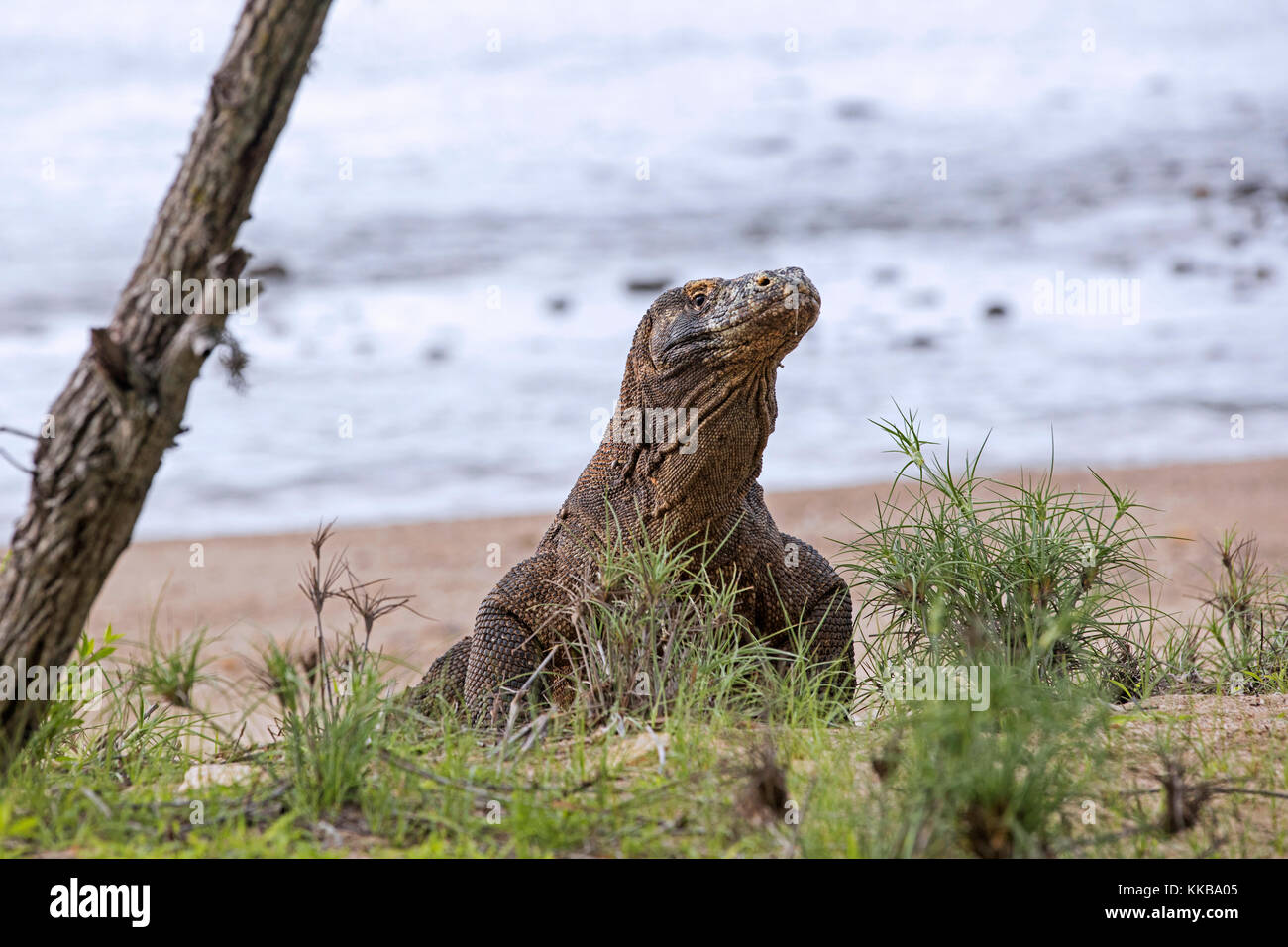 Komodo dragon / Komodo monitor (Varanus komodoensis) leaving the beach ...