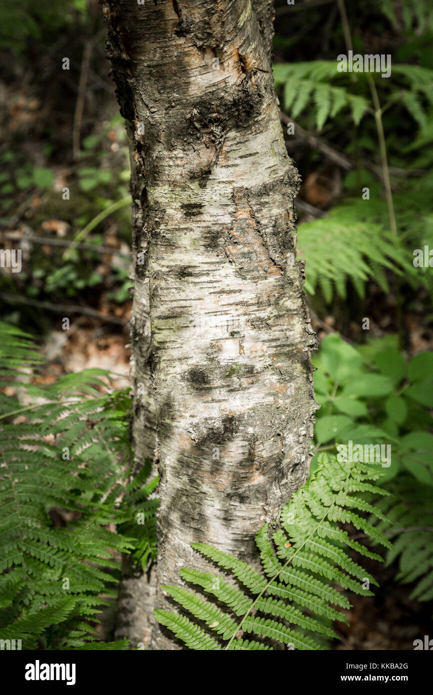 Tree trunk in forest Stock Photo - Alamy
