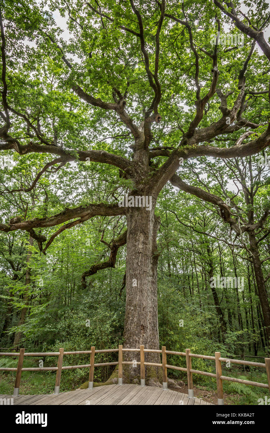 Old Oak tree in Forest of Paimpont, France, Europe Stock Photo - Alamy
