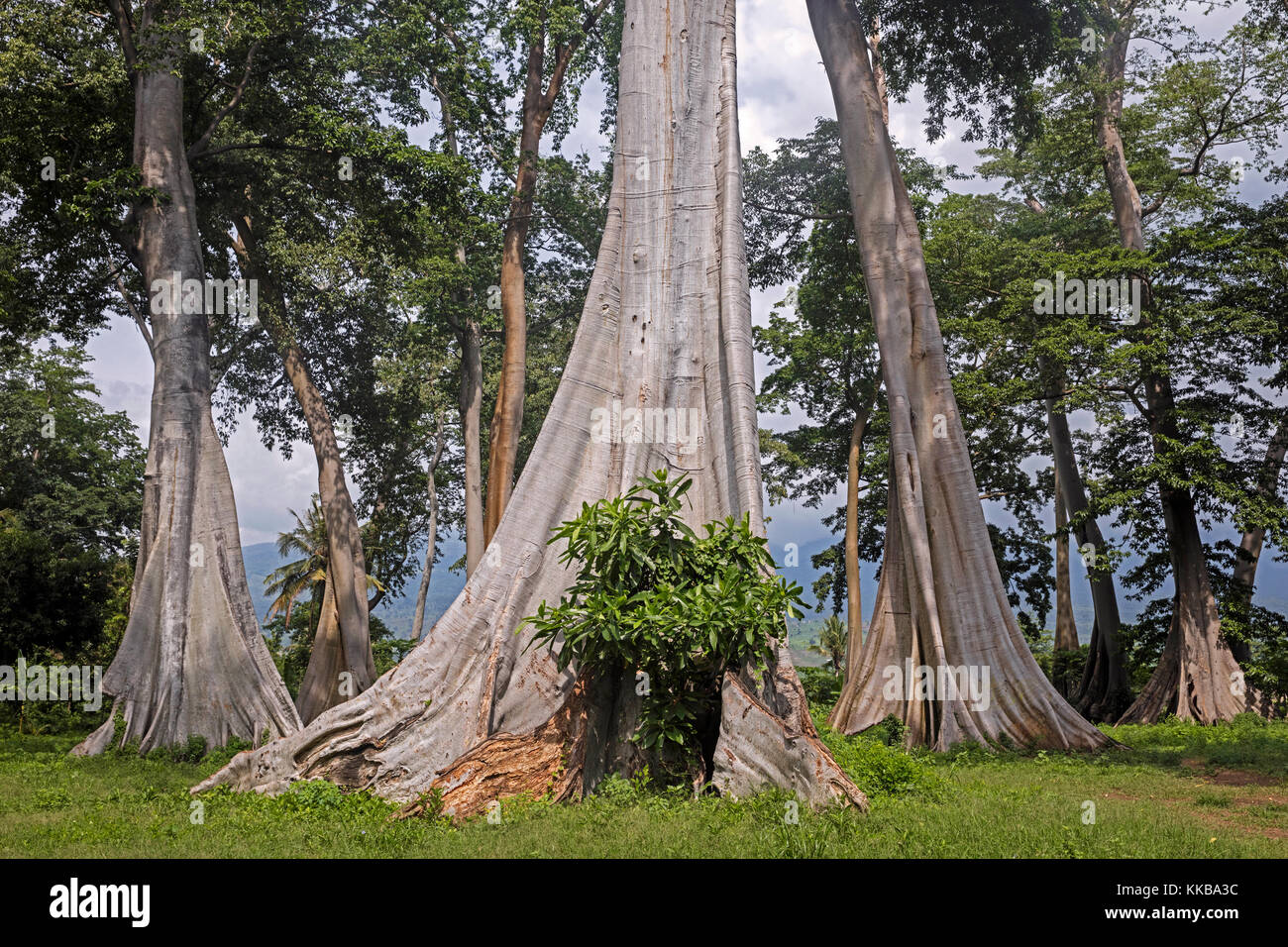 Abbey trees / Poison fig trees / Figwoods (Ficus albipila), ancient ...