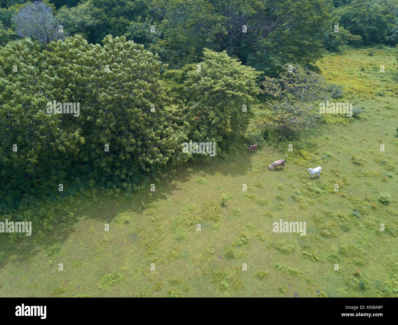 Group of cows pasture on green field aerial above view Stock Photo - Alamy