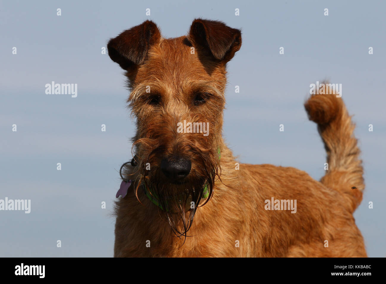 Irish Red Terrier High Resolution Stock Photography and Images - Alamy