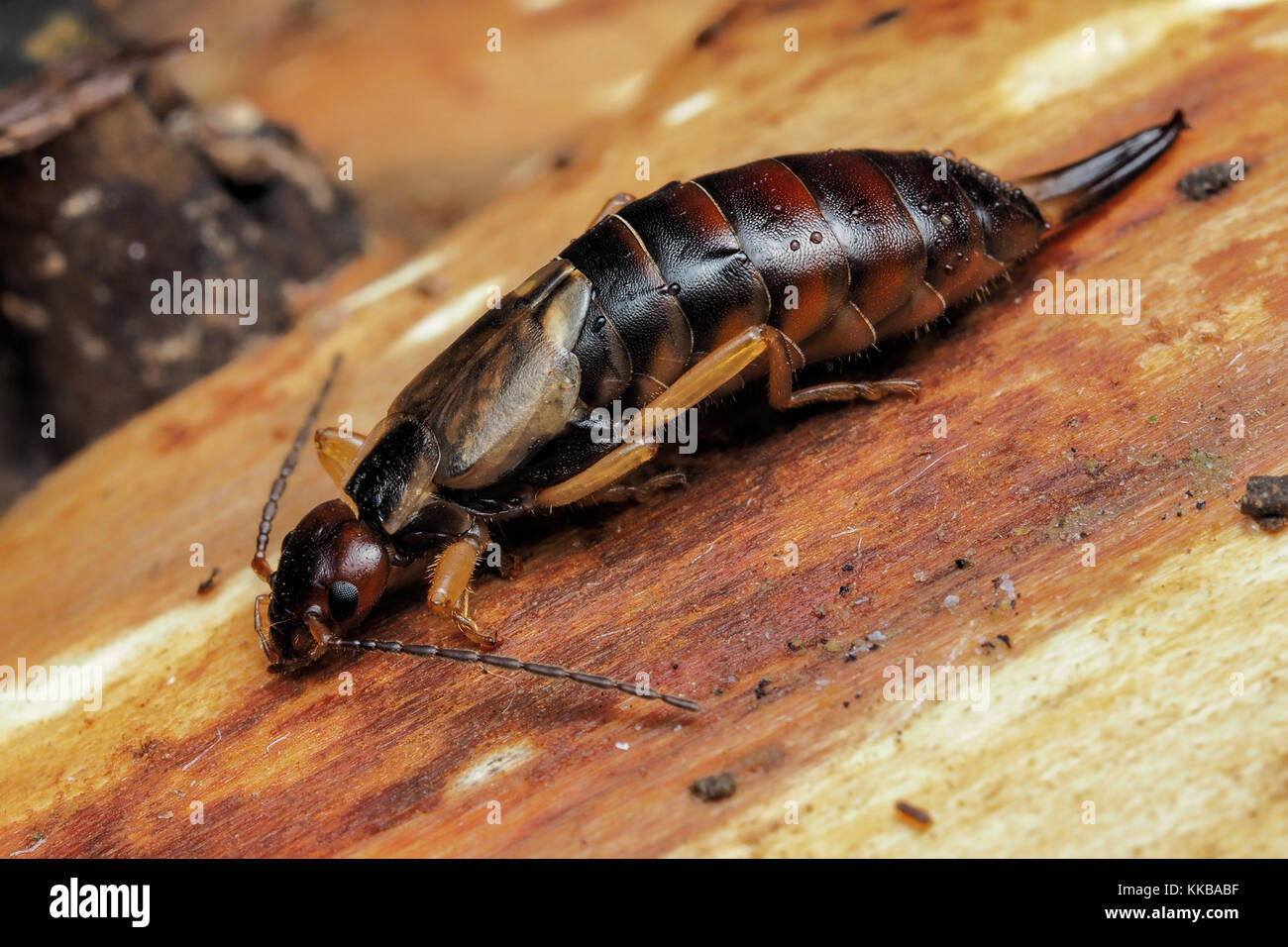 Common Earwig (Forficula auricularia) underneath the bark of a tree ...
