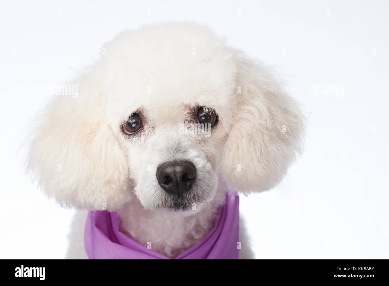 Curious white poodle dog portrait close up isolated Stock Photo - Alamy