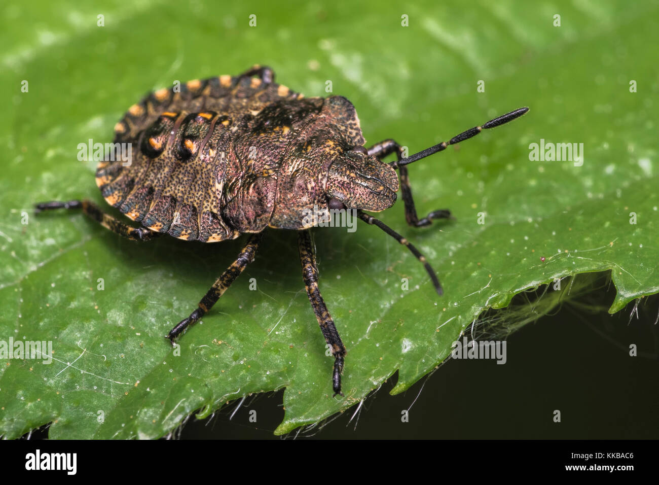 Forest Shieldbug final instar nymph (Pentatoma rufipes) at rest on leaf ...