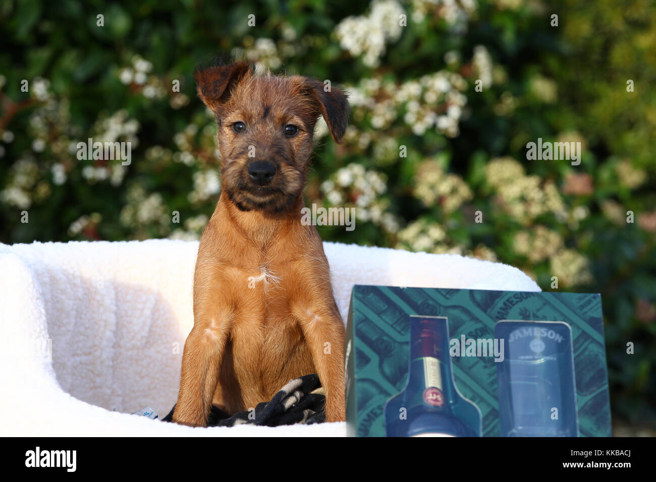 Irish Terrier Sitting Stock Photos & Irish Terrier Sitting Stock Images ...