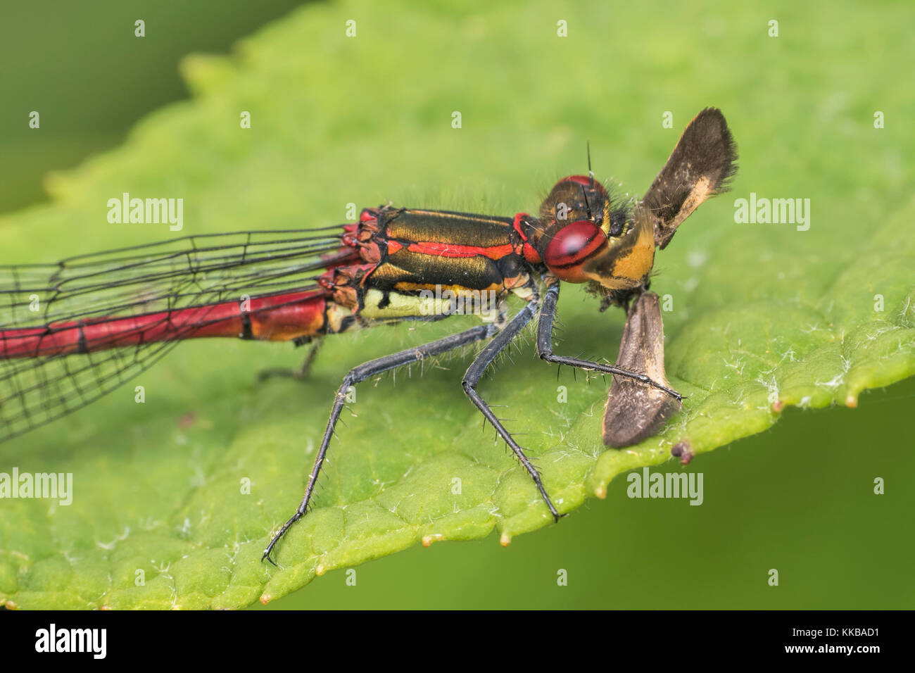 Large Red Damselfly (Pyrrhosoma nymphula) eating a moth on leaf ...