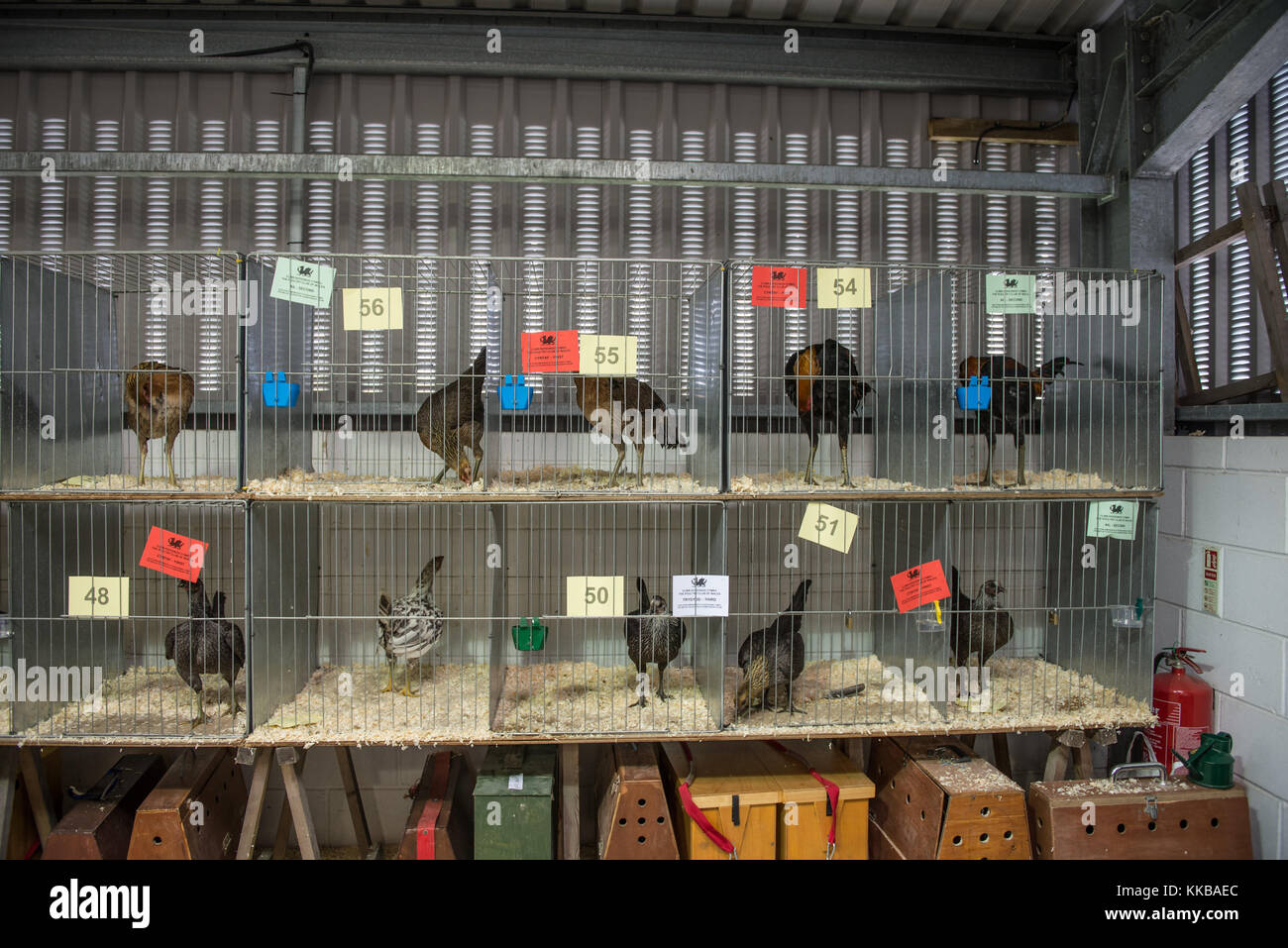 Poultry show cages hi-res stock photography and images - Alamy