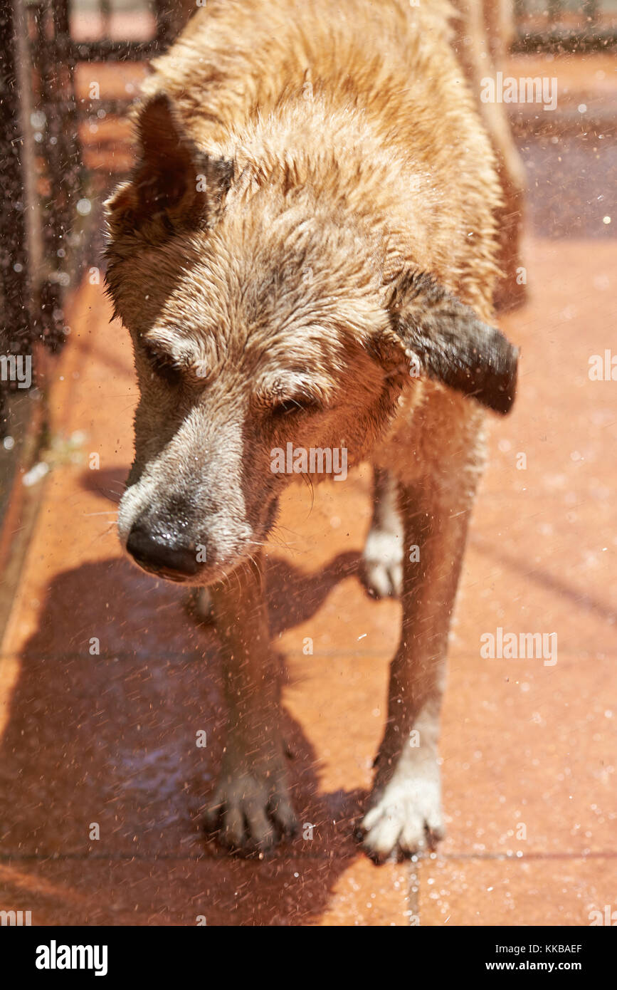 Brown dog shaking after washing close-up. Wet shepherd dog shake his ...