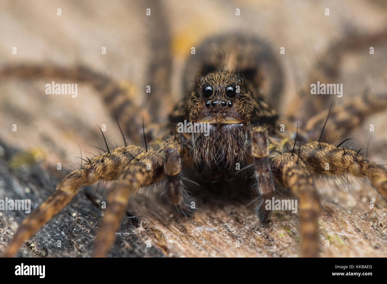 Closeup spiders face hi-res stock photography and images - Alamy