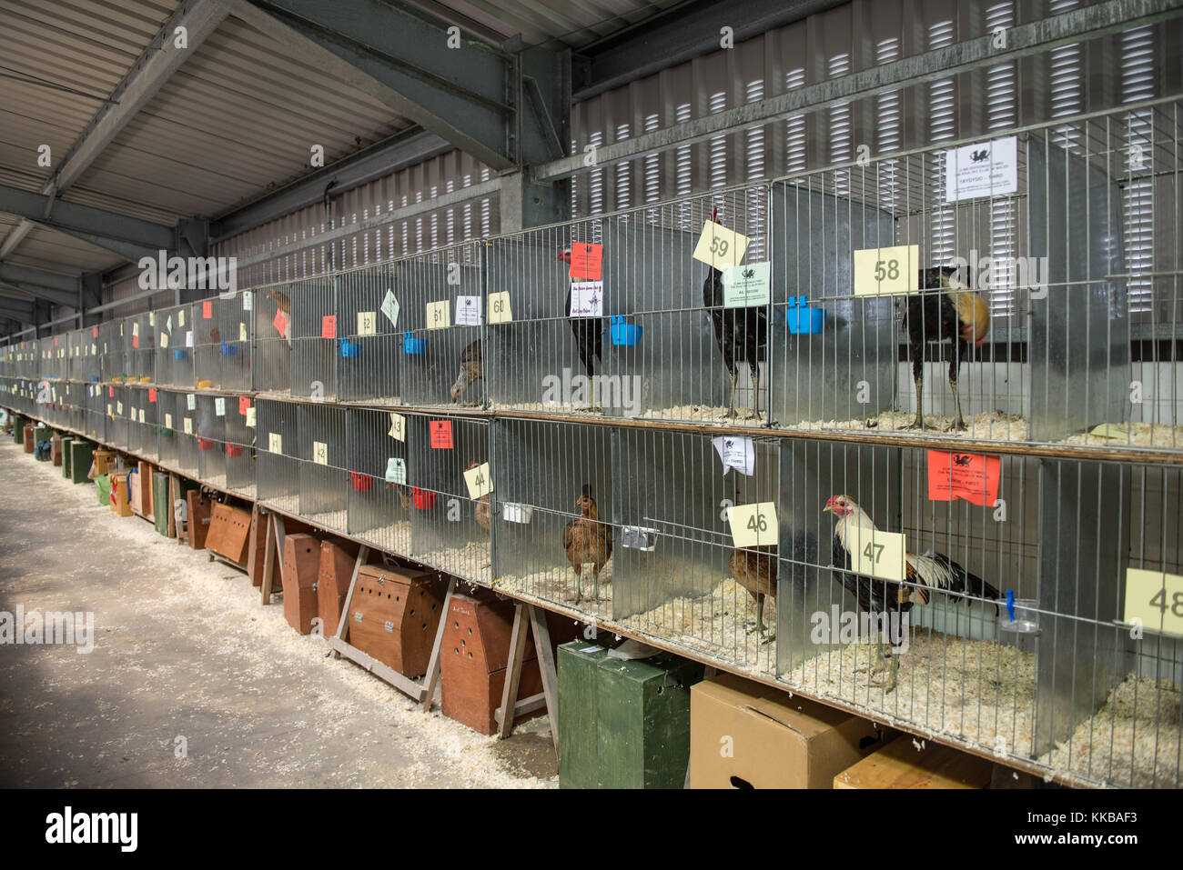 Poultry show cages hi-res stock photography and images - Alamy