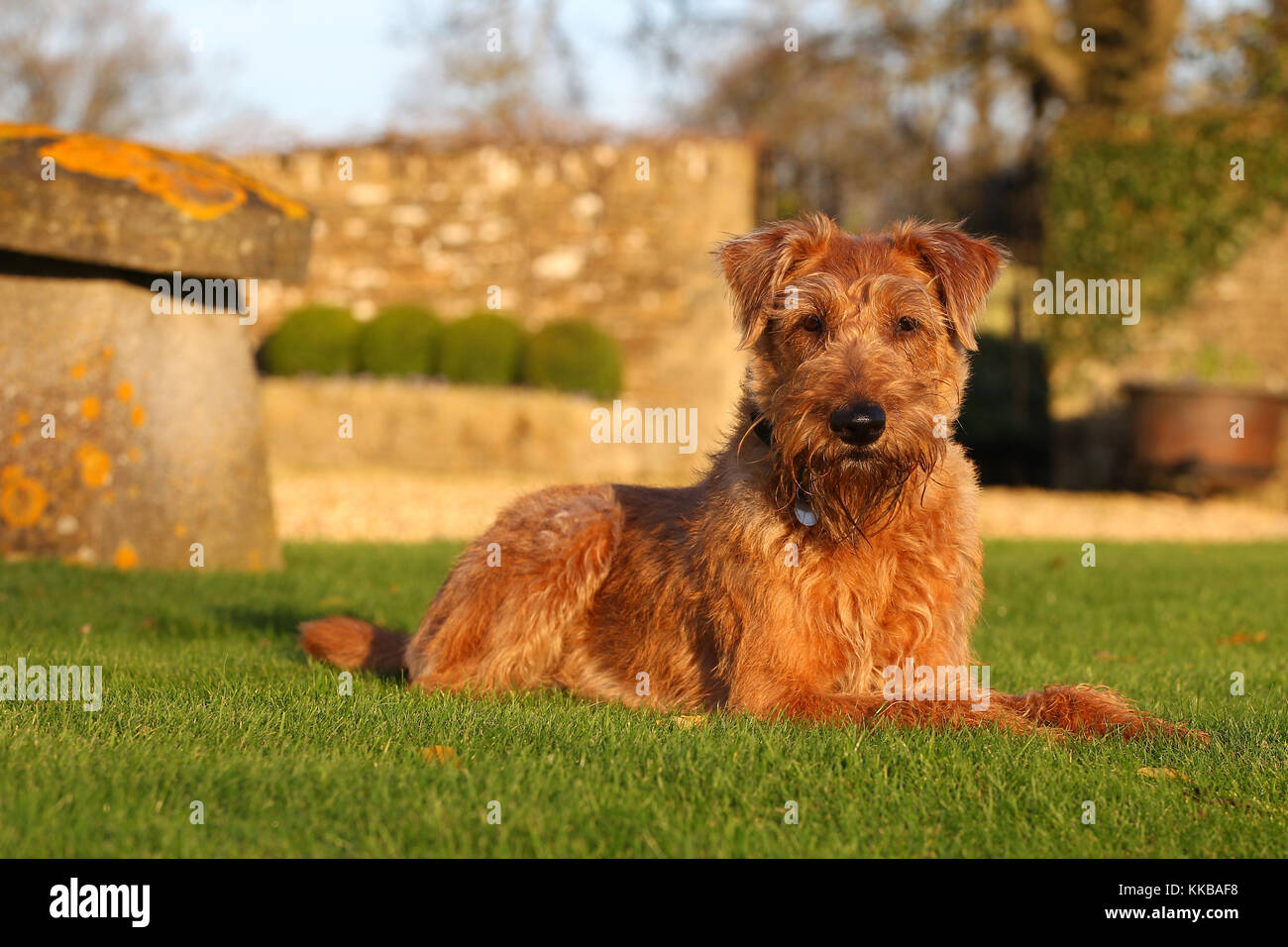 Can Irish Terrier Be Red