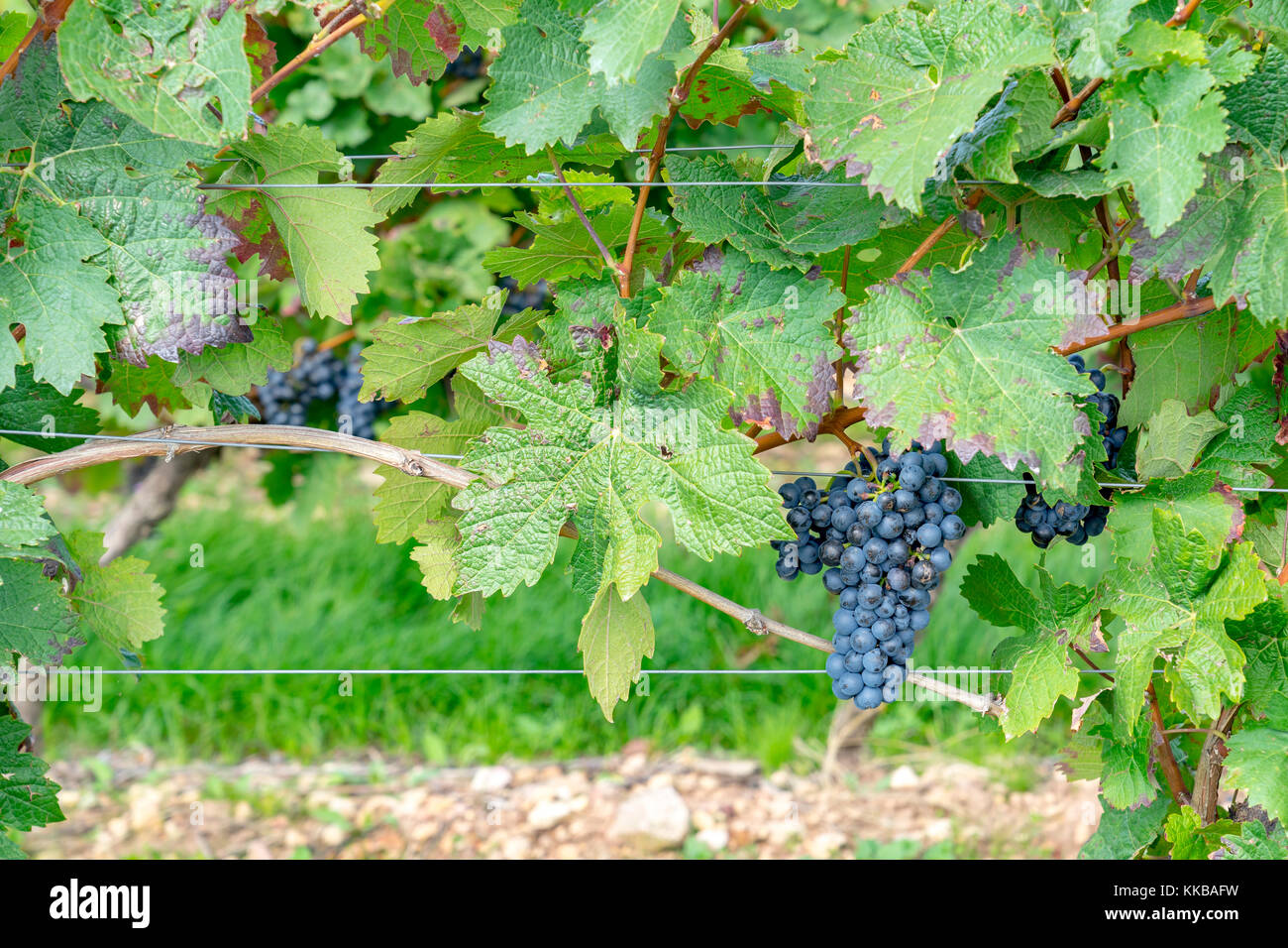 Ripened red grapes ripe for harvesting Stock Photo - Alamy