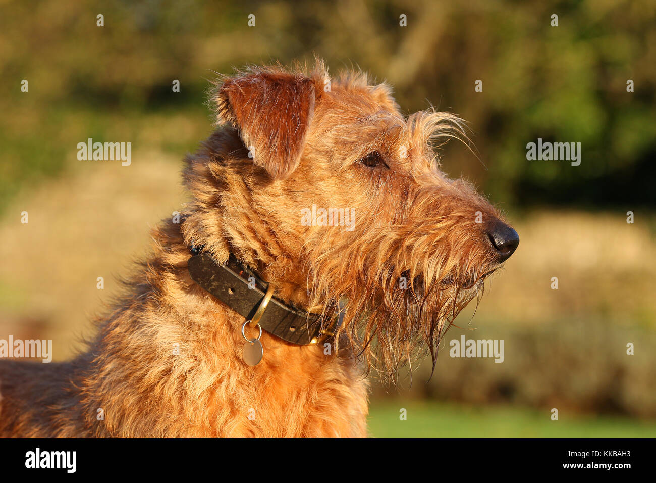 How Do Groomers Bathe A Irish Terrier