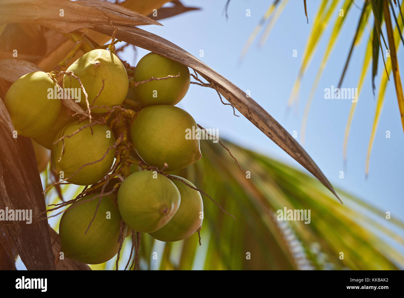 Group on exotic coconut nut in summer sun light background sky Stock ...
