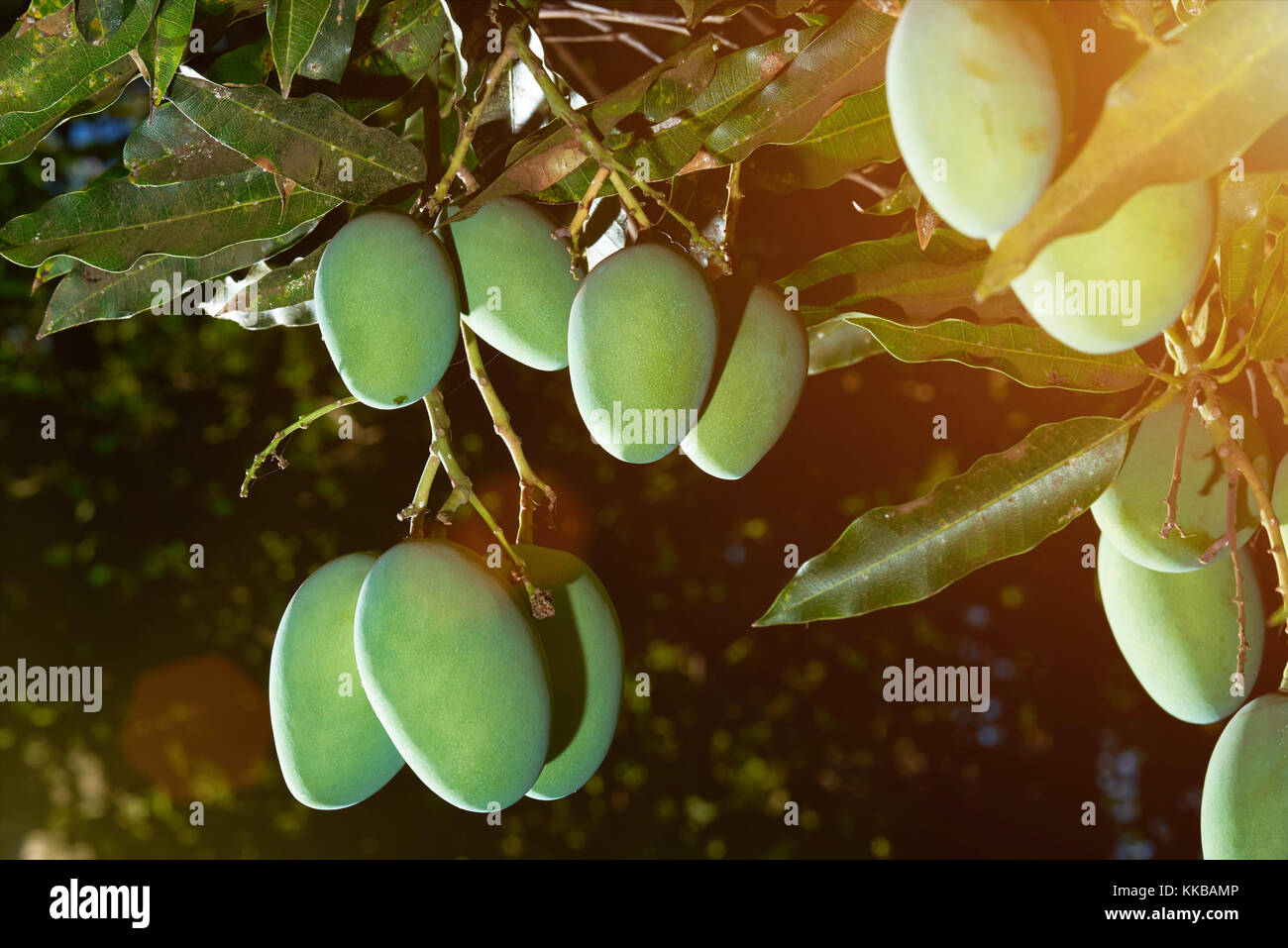 Group of mango hang on tree branch closeup. Green mango fruits Stock ...