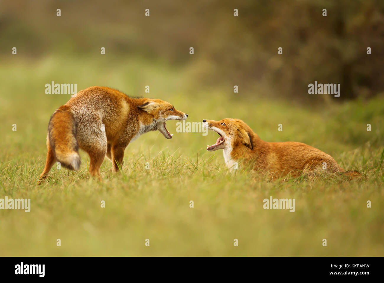 Attacking her face hi-res stock photography and images - Alamy