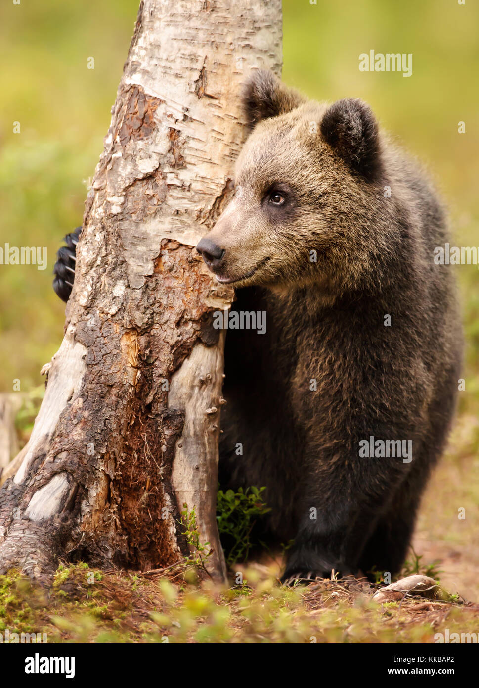 Cute little Eurasian brown bear hiding from male bears behind a tree in ...