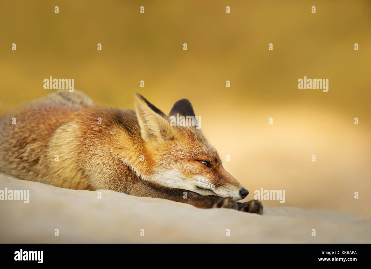Cute little red fox is resting laying on sand Stock Photo - Alamy