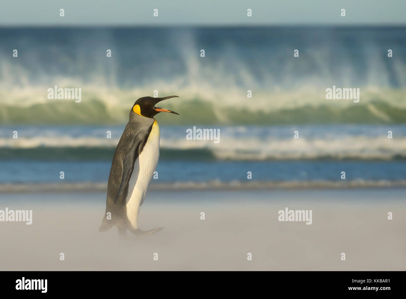 Penguin Wing Slaps Water