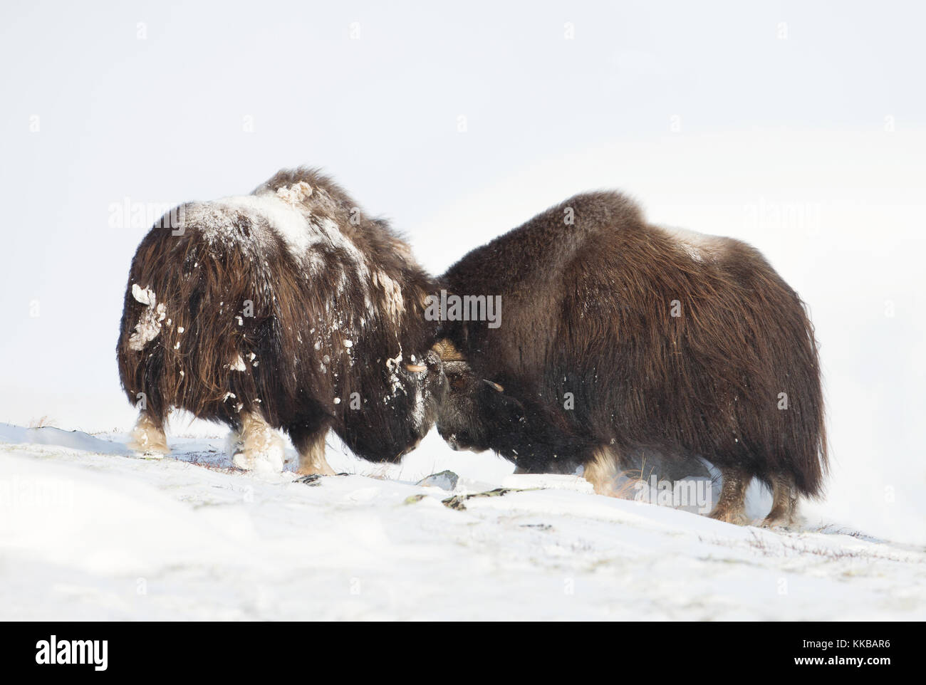 Musk ox fighting hi-res stock photography and images - Alamy