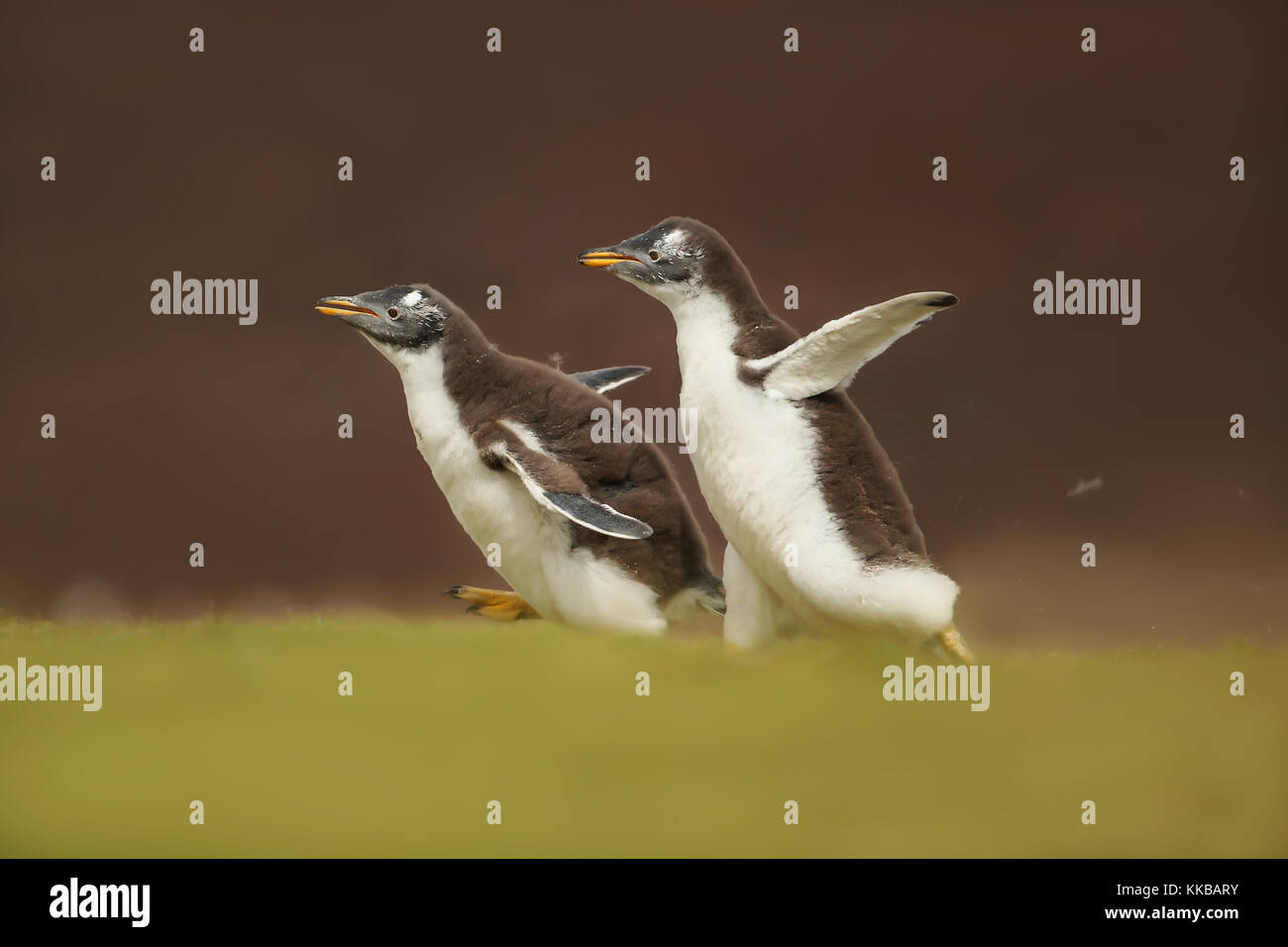 Penguins with chicks hi-res stock photography and images - Alamy