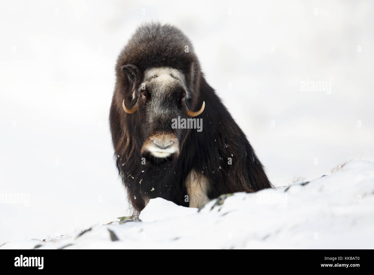 Male musk ox standing in the mountains of Dovrefjell in tough winter ...