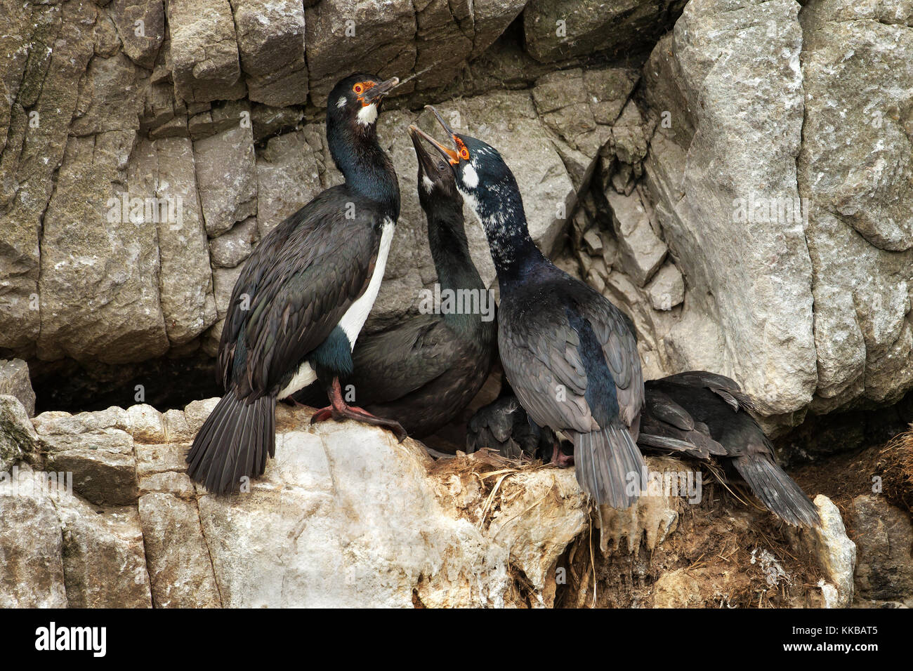 Shags with young hi-res stock photography and images - Alamy