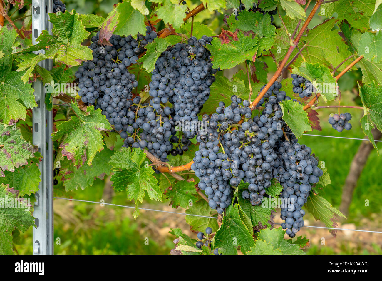 Ripened red grapes ripe for harvesting Stock Photo - Alamy