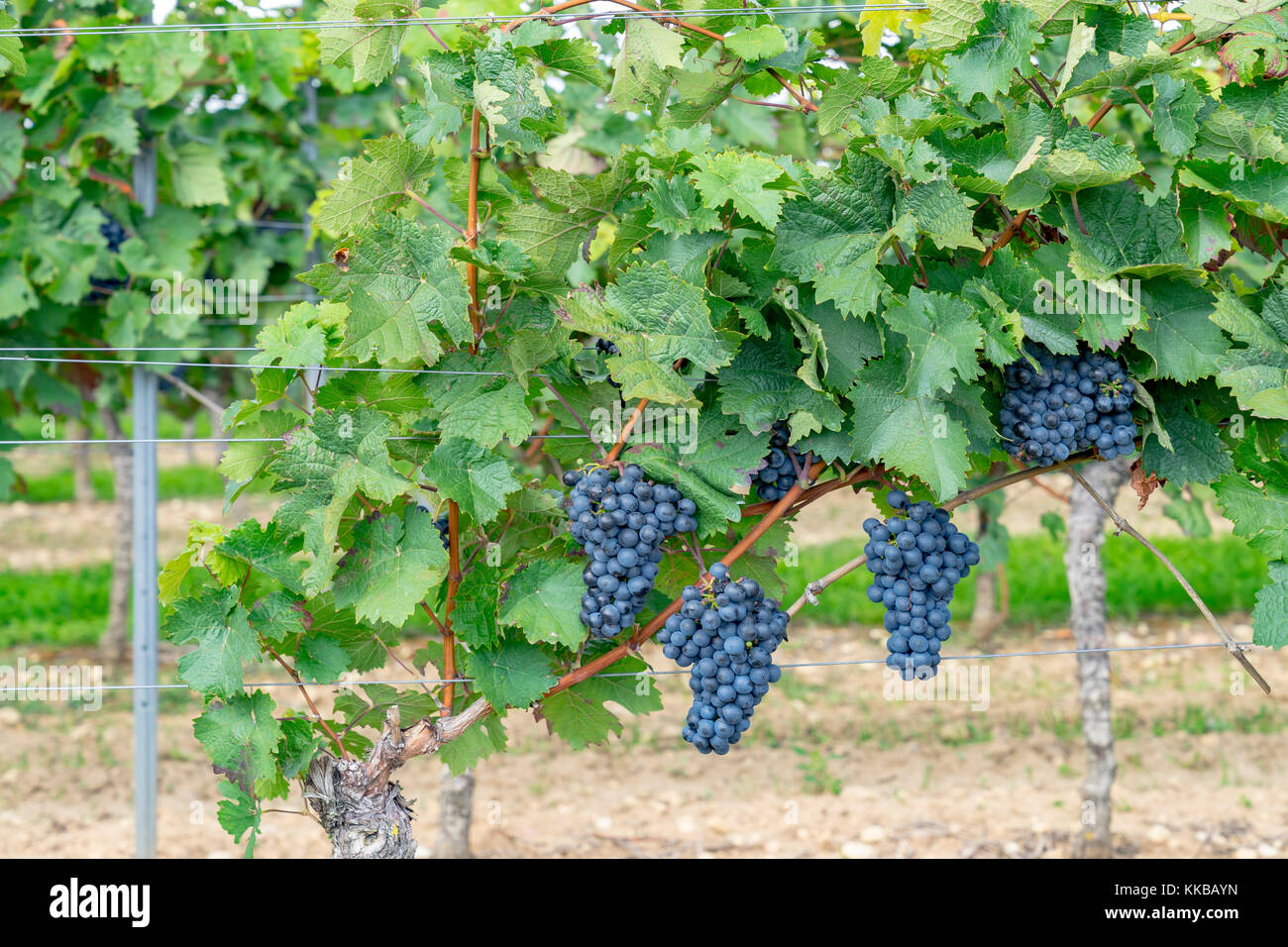 Ripened red grapes ripe for harvesting Stock Photo - Alamy