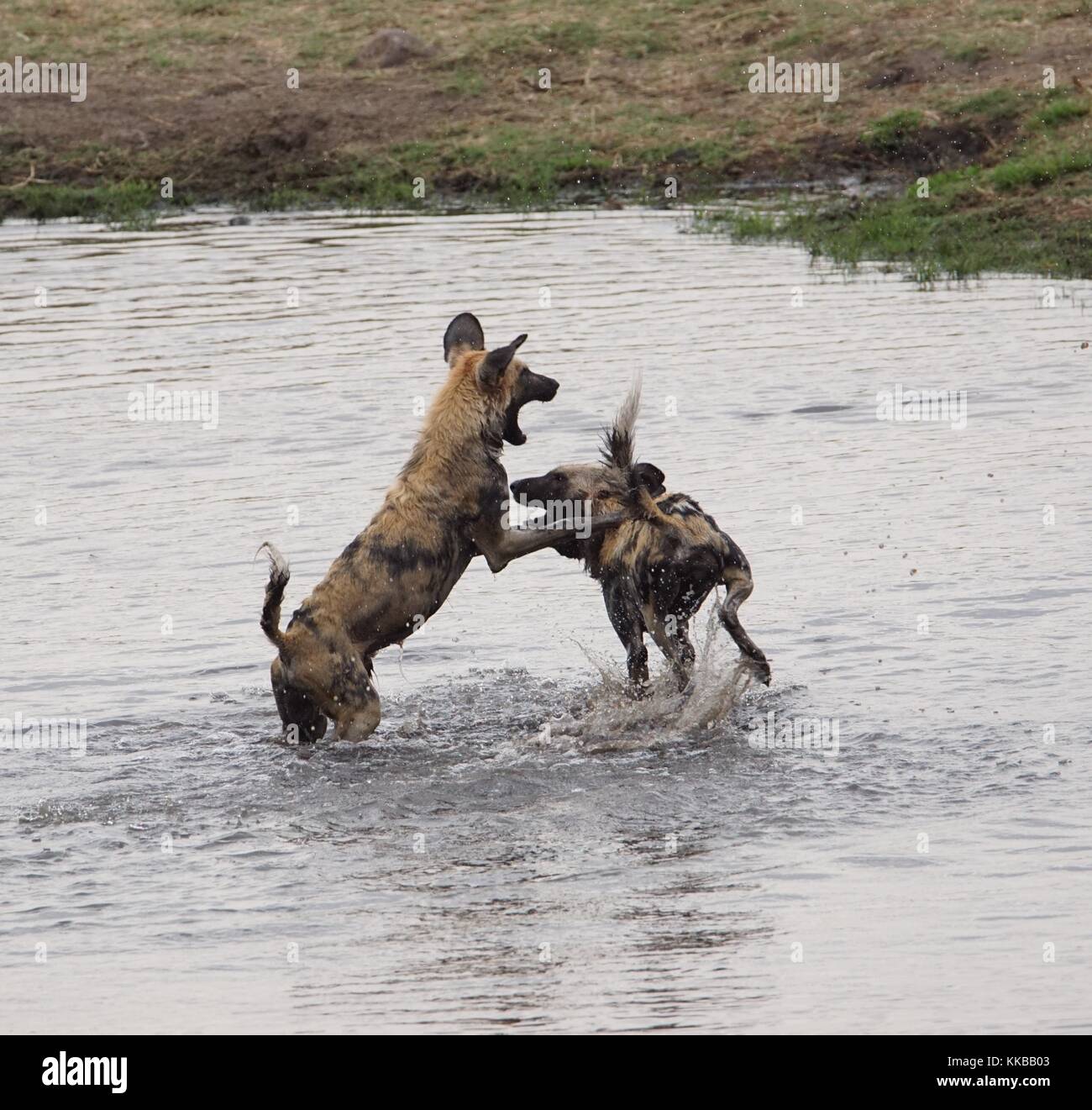 African wild dog jump hi-res stock photography and images - Alamy