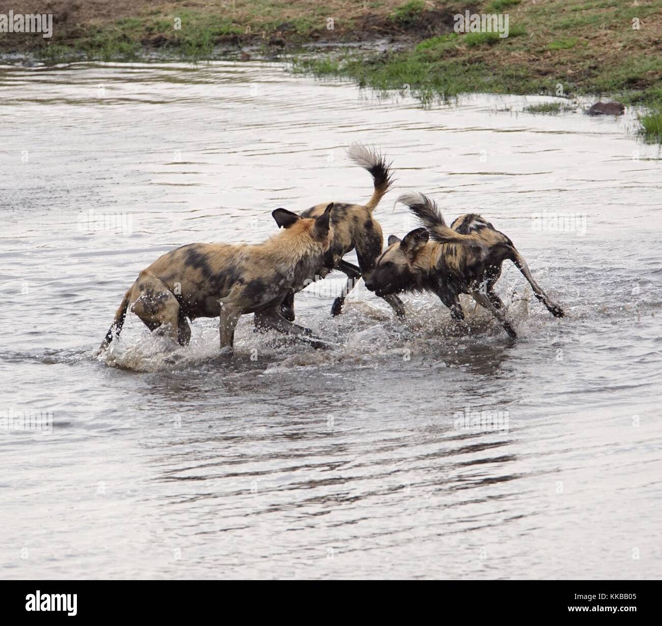 African wild dog jump hi-res stock photography and images - Alamy