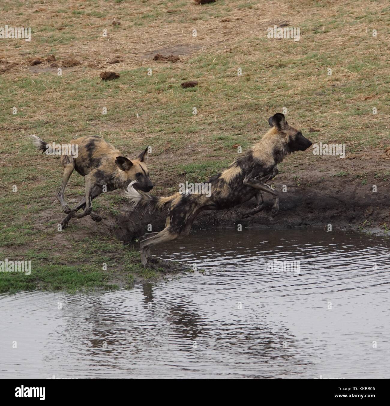 African wild dog jump hi-res stock photography and images - Alamy