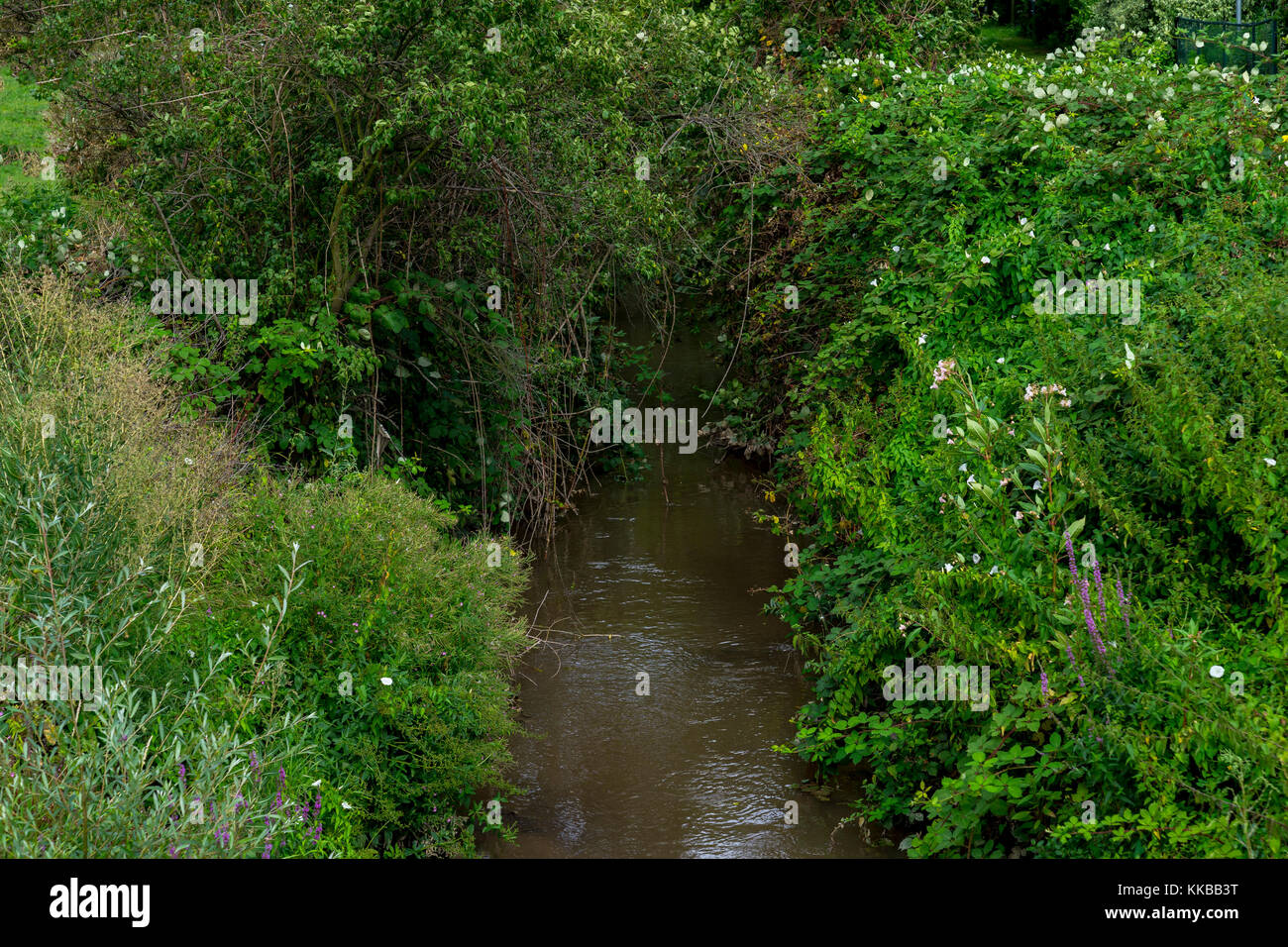 Grown brook with brown muddy water in summer Stock Photo - Alamy
