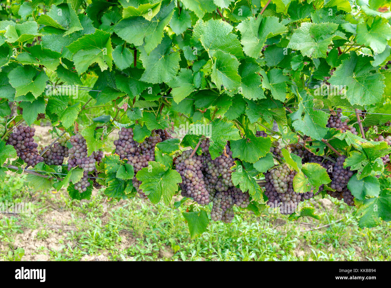 Ripened red grapes ripe for harvesting Stock Photo - Alamy