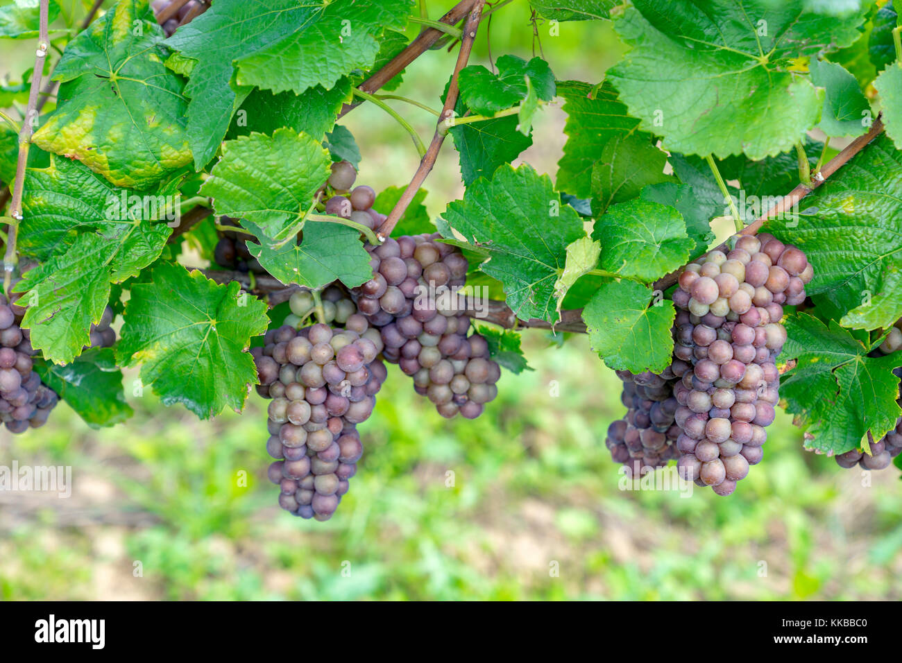 Ripened red grapes ripe for harvesting Stock Photo - Alamy