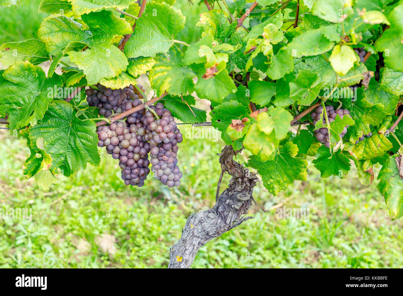 Ripened red grapes ripe for harvesting Stock Photo - Alamy