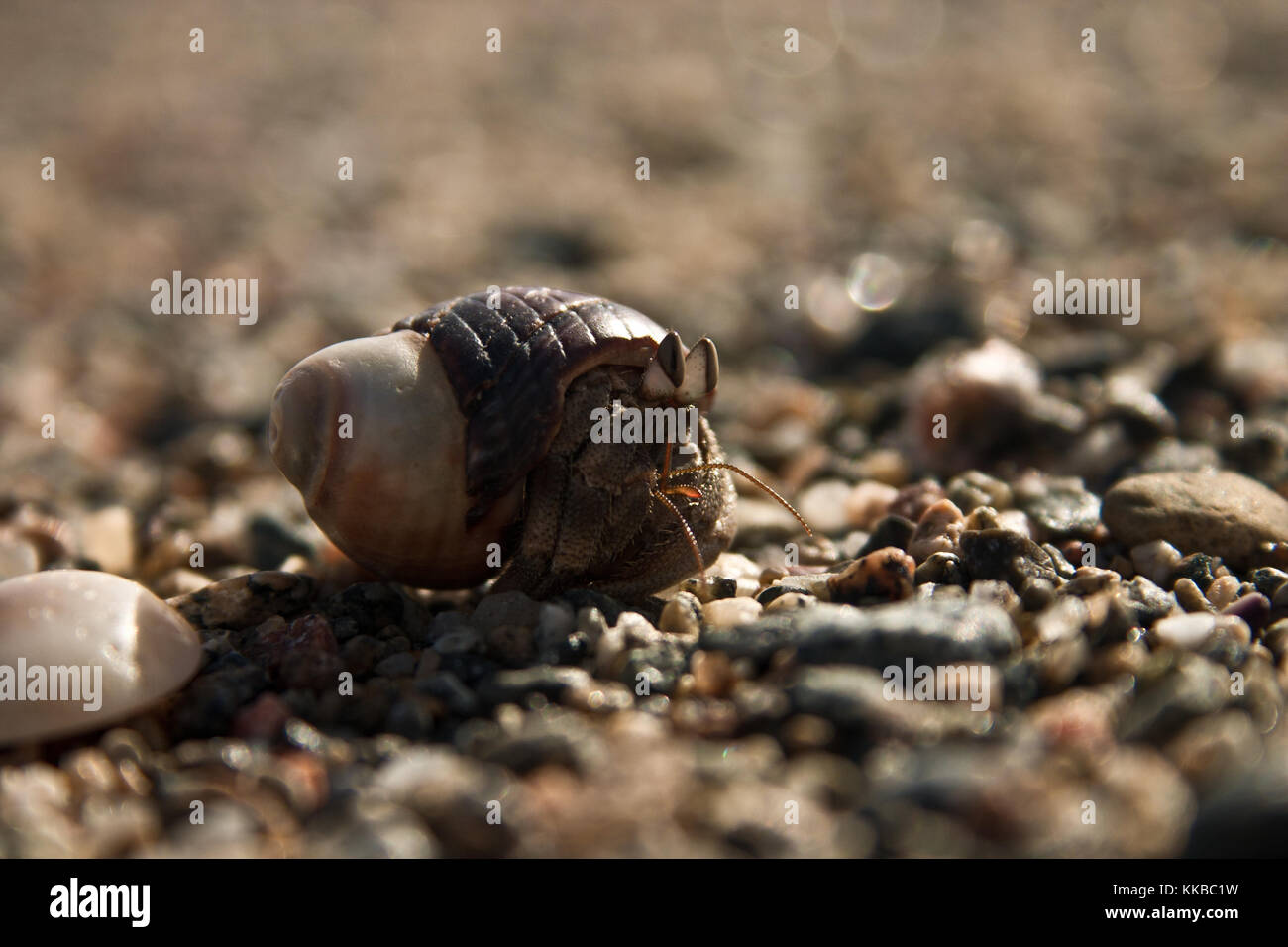 Animal crap hi-res stock photography and images - Alamy