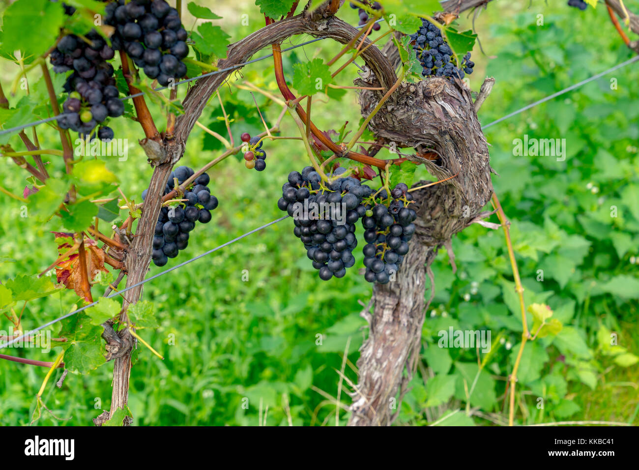 Ripened red grapes ripe for harvesting Stock Photo - Alamy