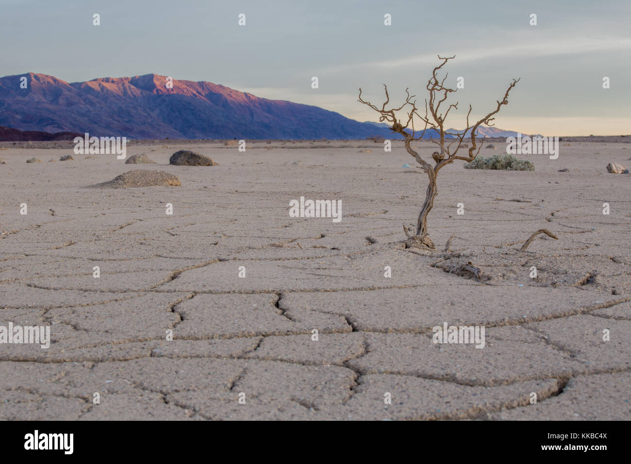 A dried, dead shrub at sunset with the last rays of light catching on ...