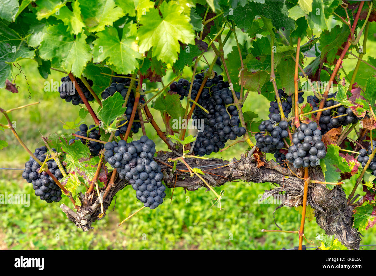 Ripened red grapes ripe for harvesting Stock Photo - Alamy