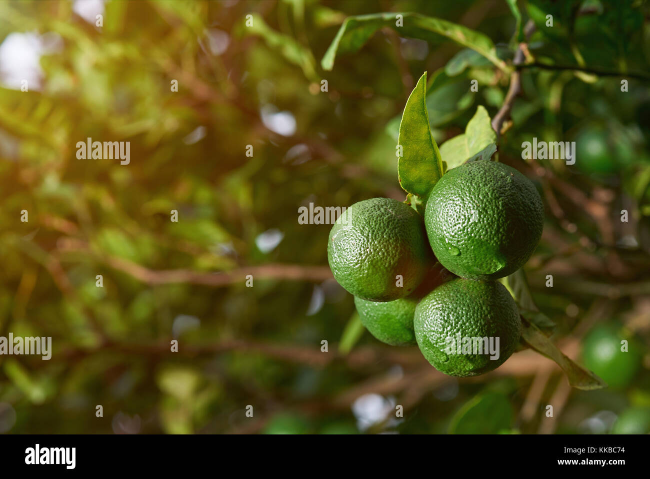 Green limes on natural background. Limes growing on blurred tree ...