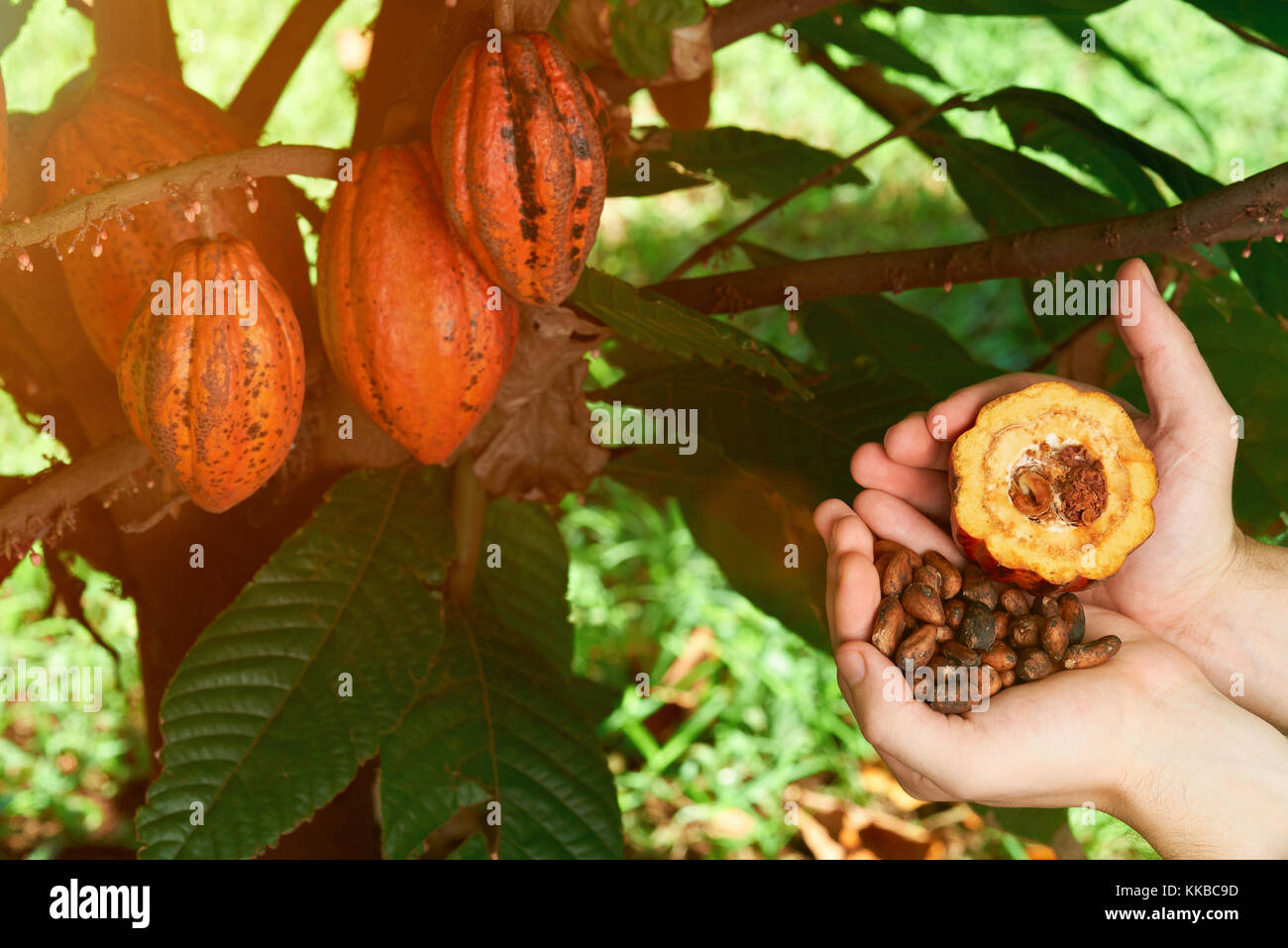 Open cocoa pod in farmer hand next to bright cacao plant Stock Photo ...