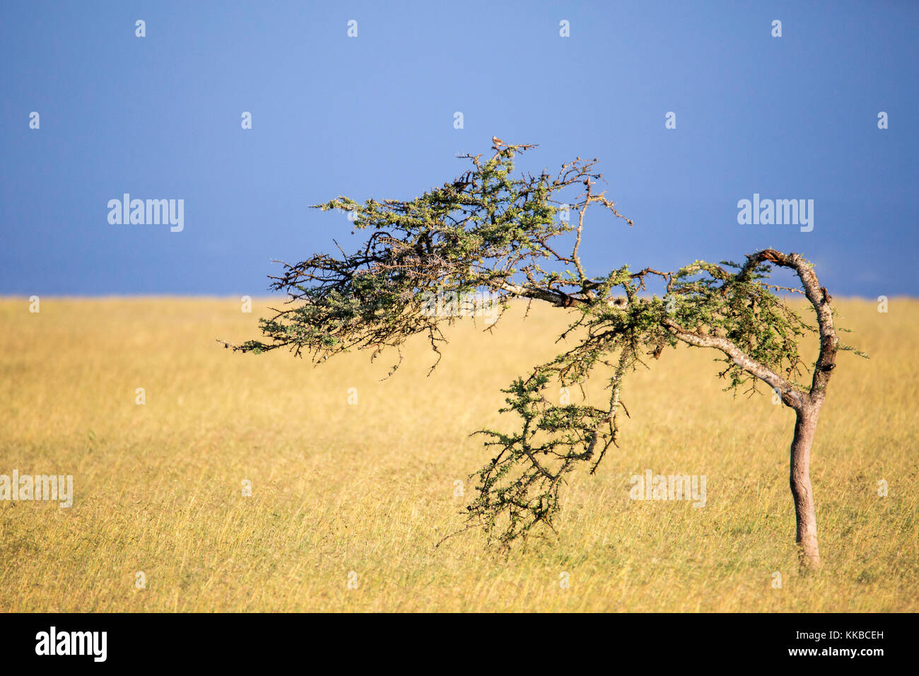 Acacia distorted by prevailing winds in open grassland, Laikipia Kenya ...