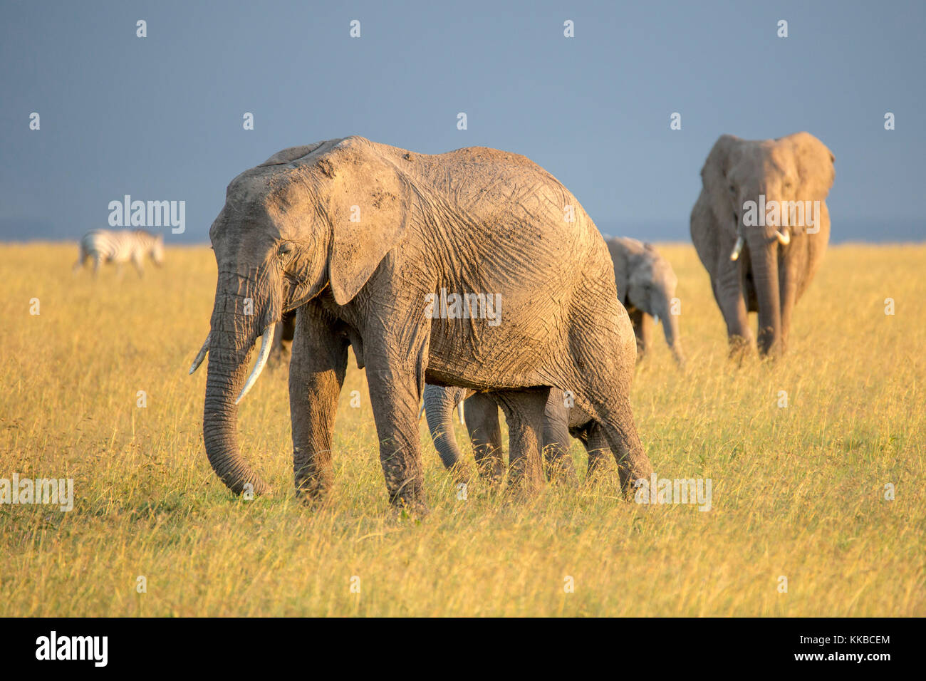 family of elephants walking across open grassland, wide format ...