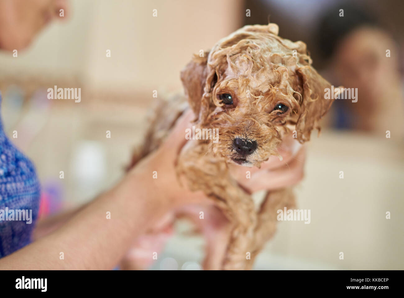 Close-up of wet puppy taking shower. Woman cleaning puppy Stock Photo ...