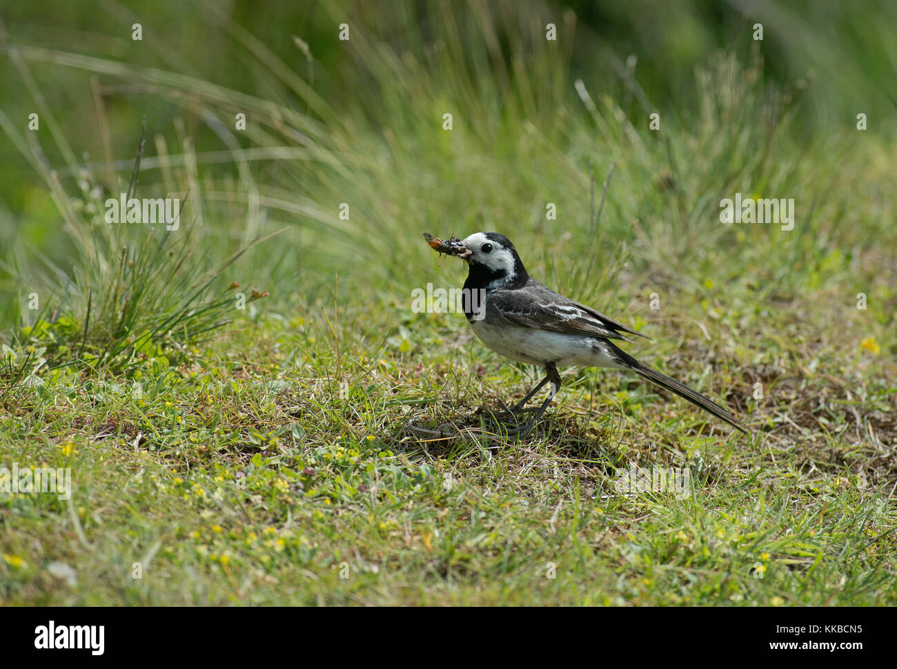 Pied Wagtail-Motacilla alba takes food to young. . Uk Stock Photo - Alamy