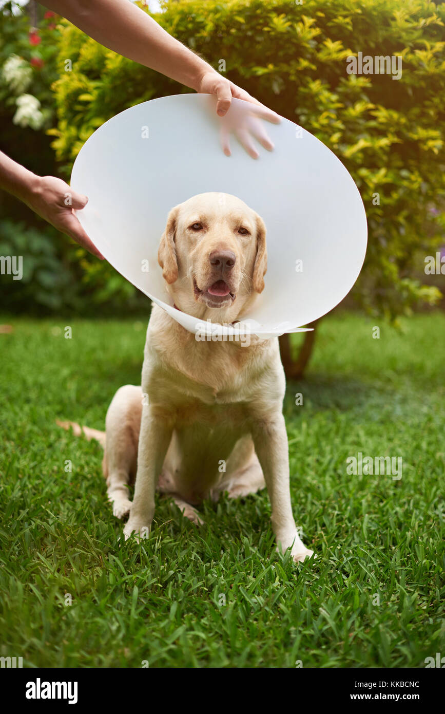 Man fixing plastic cone on injured labrador dog Stock Photo - Alamy